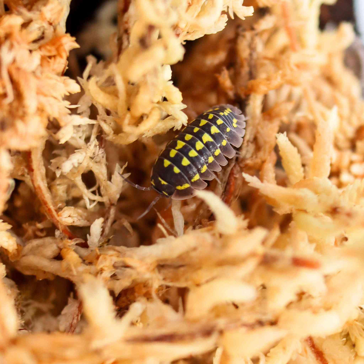 Armadillidium gestroi (Yellow Spotted Isopods) 🟡 - 10 Count