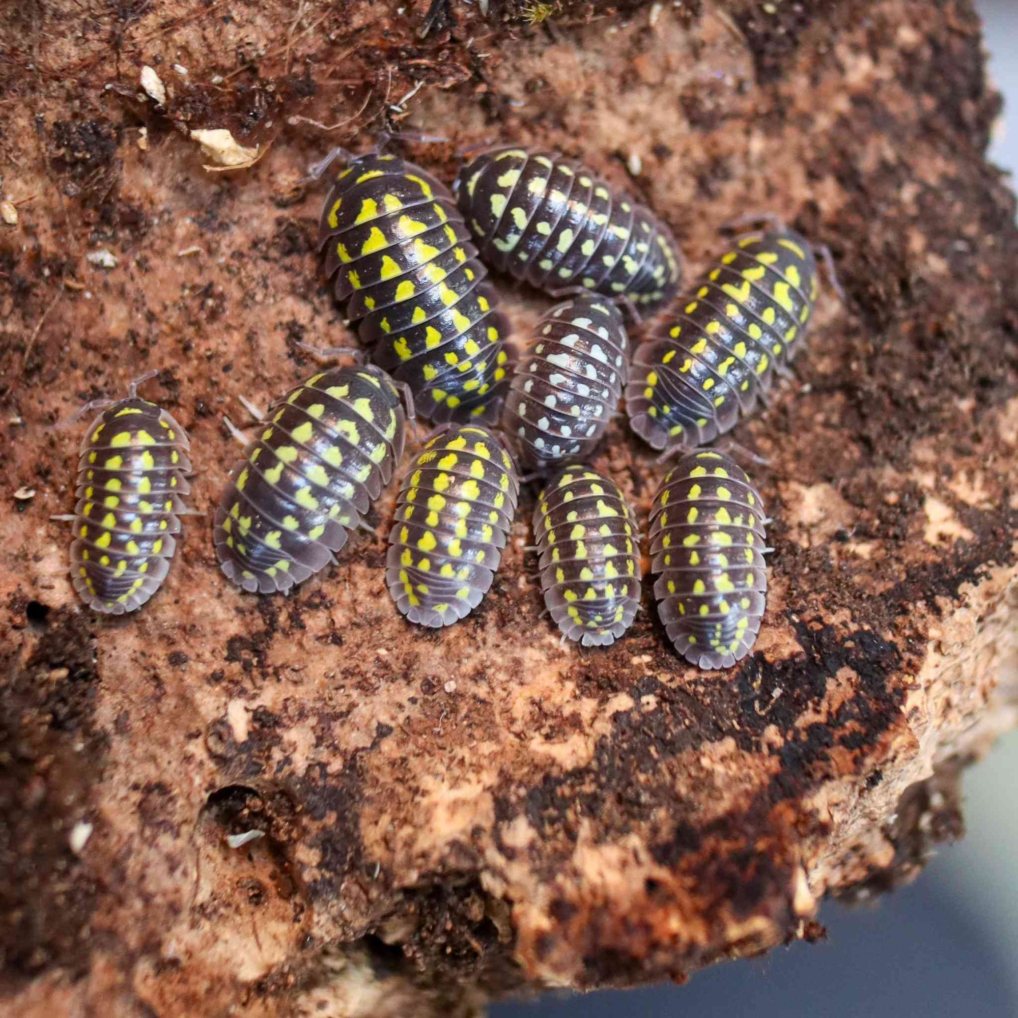 Armadillidium gestroi (Yellow Spotted Isopods) 🟡 - 10 Count