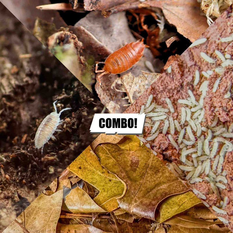 Springtails for Sale | Simple & Easy Bioactive Bugs