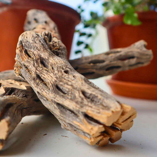 Cholla Wood (6" Branches) - Bioactive & Convenient