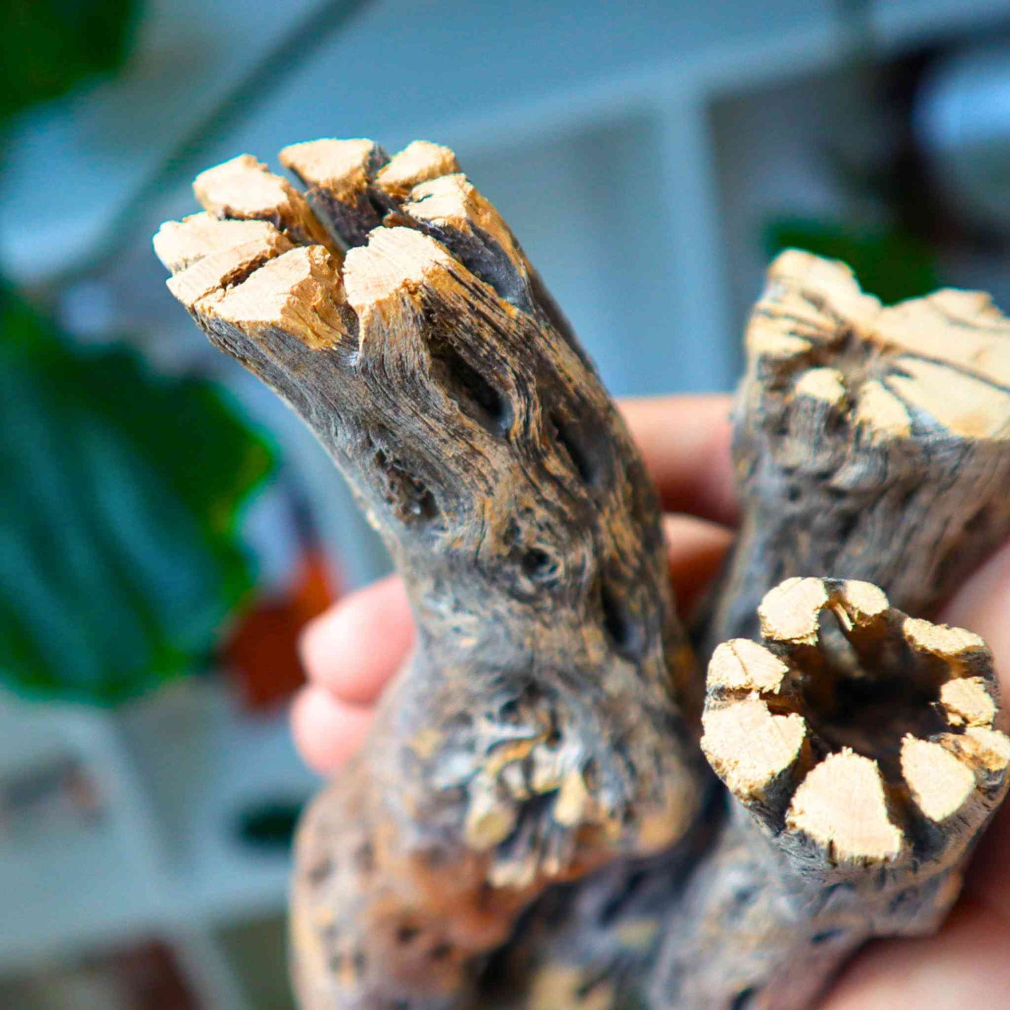 Cholla Wood (6" Branches) - Bioactive & Convenient