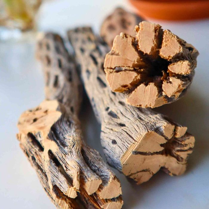 Cholla Wood (6" Branches) - Bioactive & Convenient
