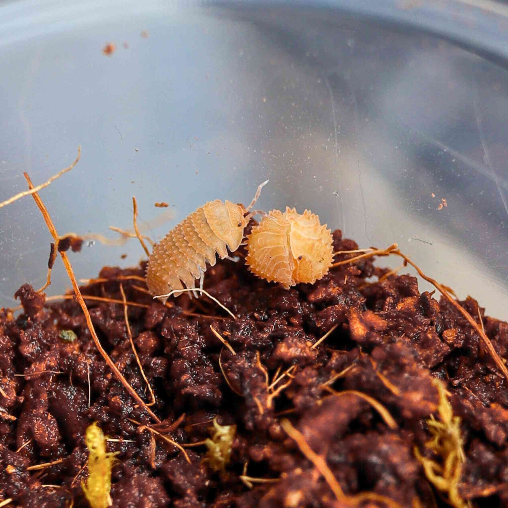 Spiky Pineapple Isopods 🍍 (Cristarmadillidium muricatum) - 6 Count