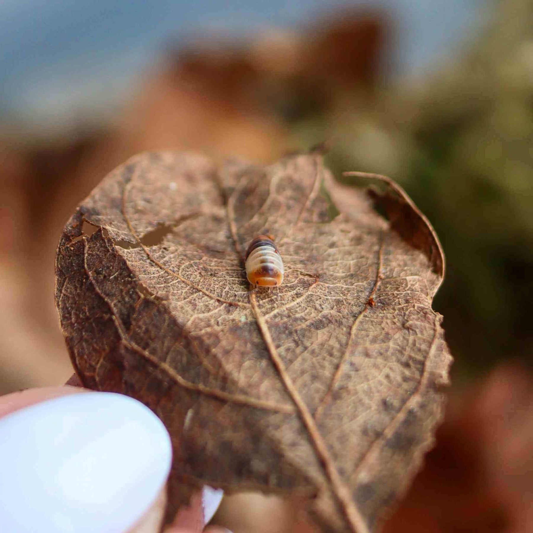 White Shark Isopods (Dwarf Cubaris sp.) 10 Count