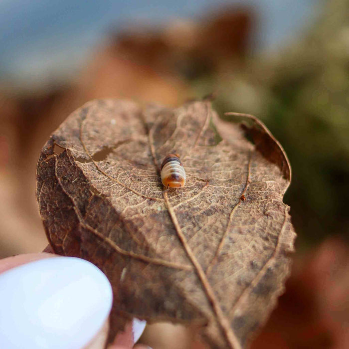 White Shark Isopods (Dwarf Cubaris sp.) 10 Count