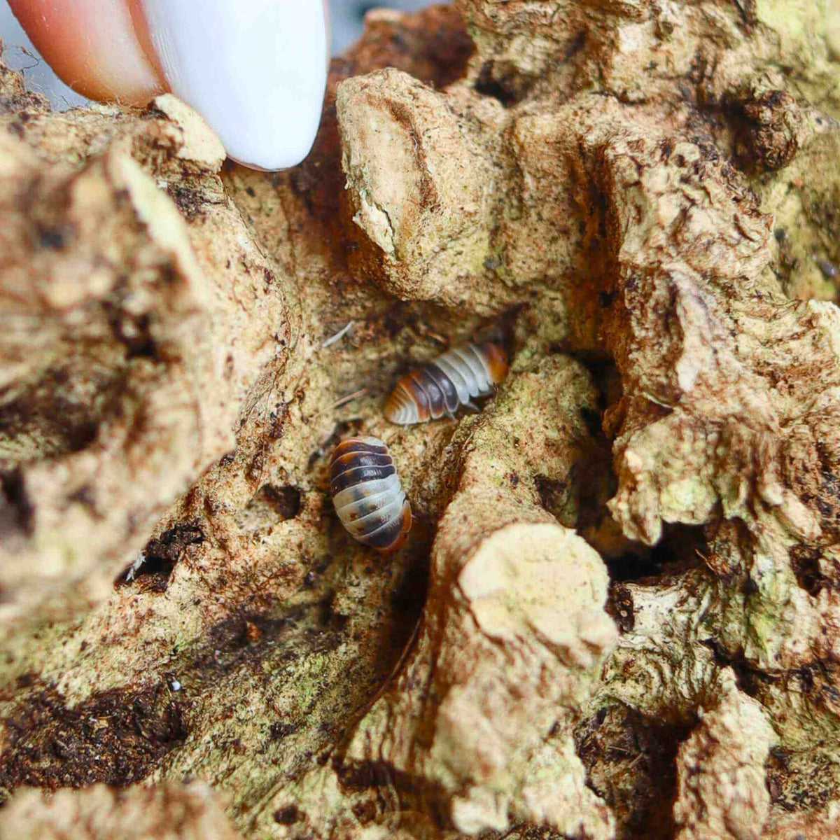 White Shark Isopods (Dwarf Cubaris sp.) 10 Count