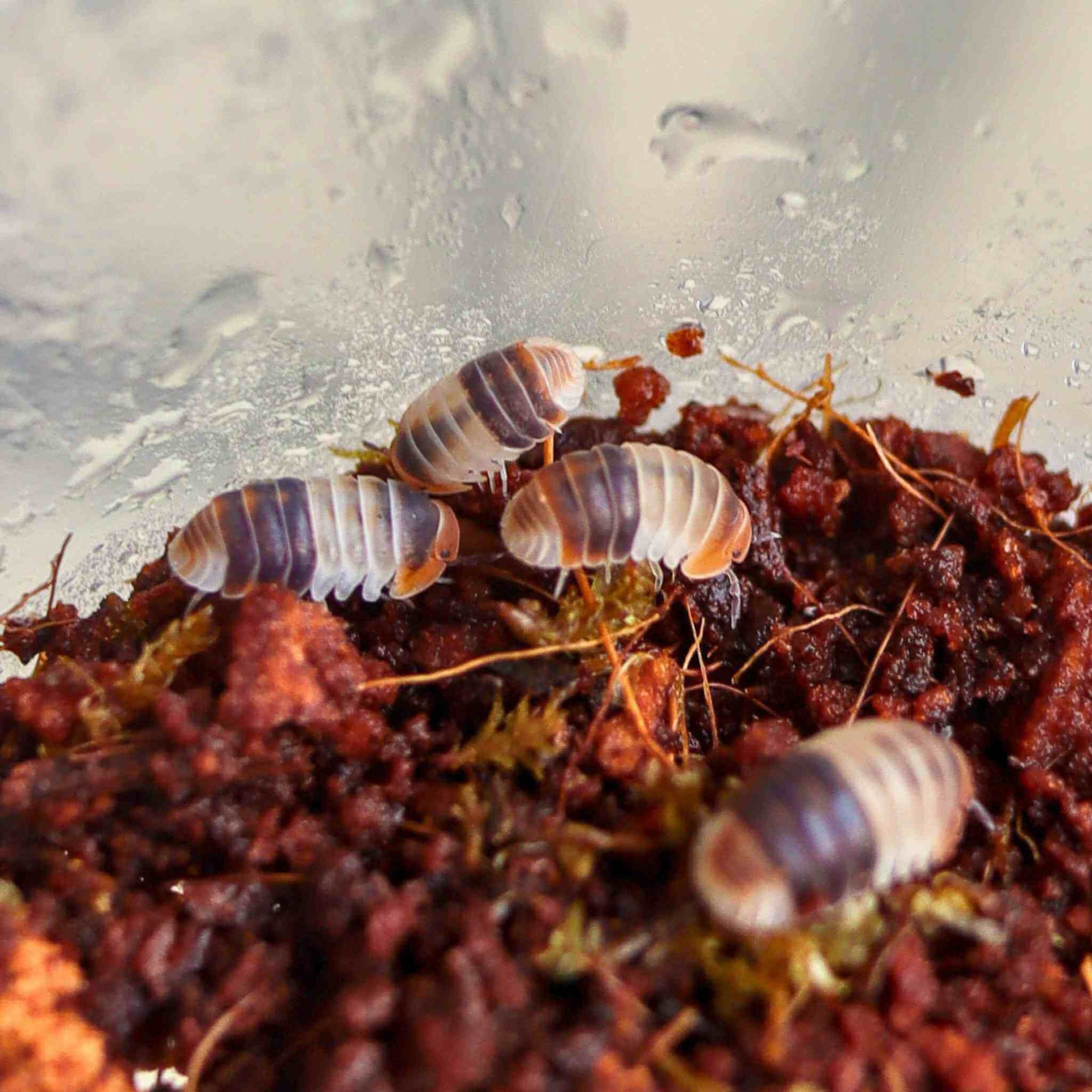 White Shark Isopods (Dwarf Cubaris sp.) 10 Count