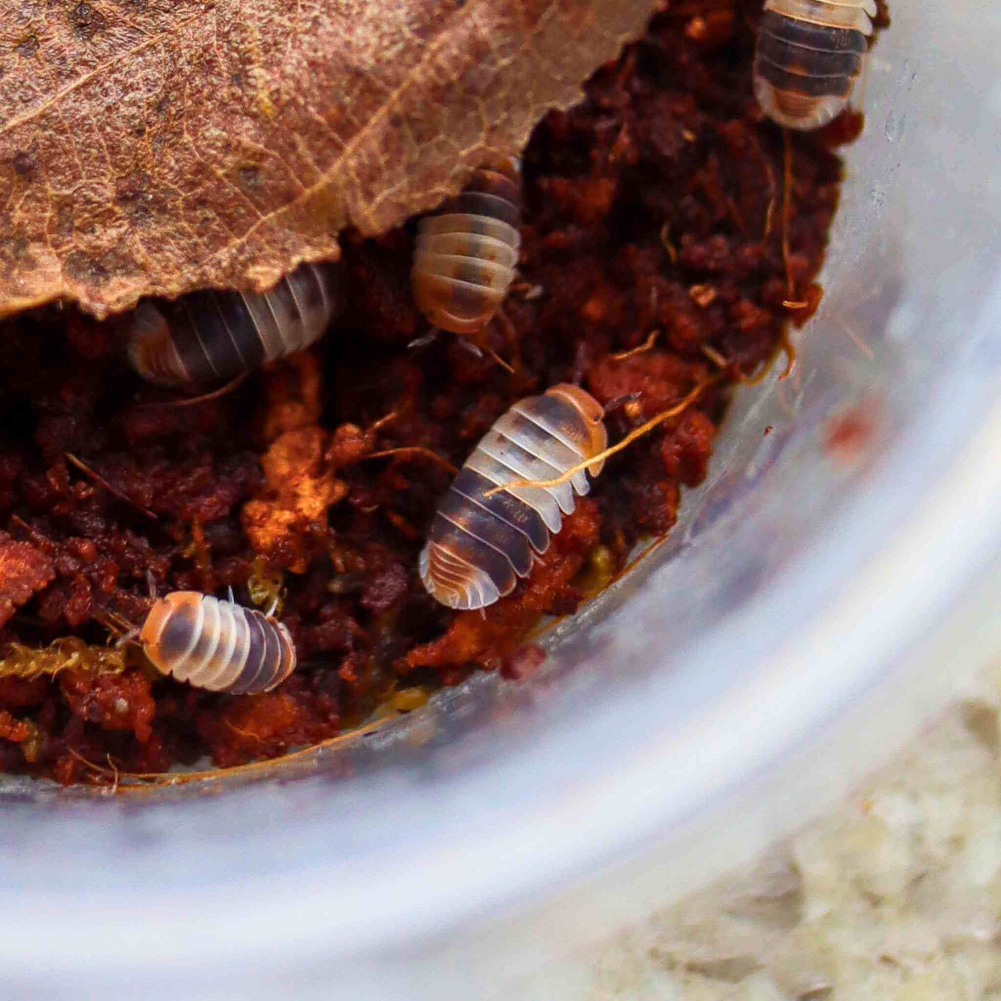 White Shark Isopods (Dwarf Cubaris sp.) 10 Count