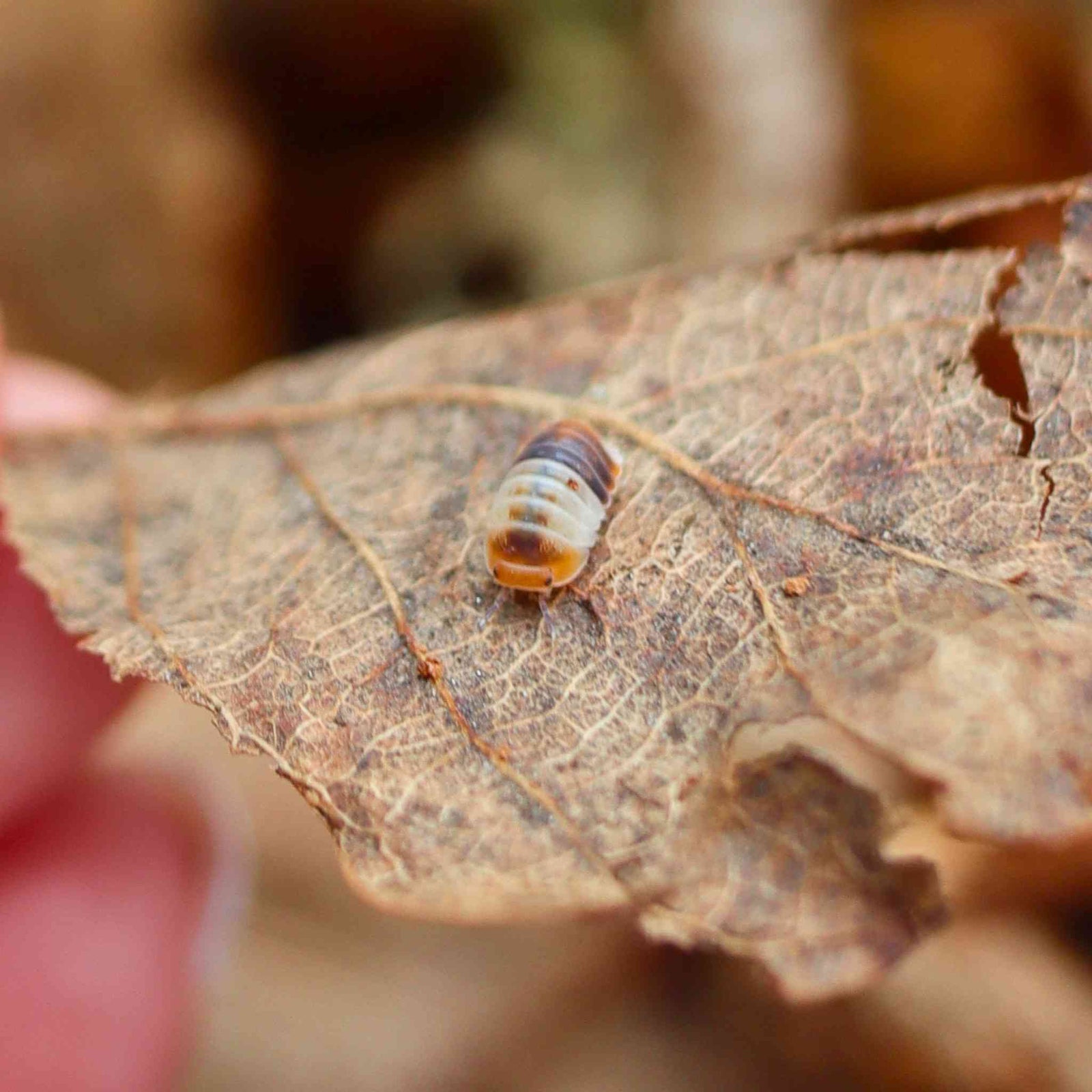 White Shark Isopods (Dwarf Cubaris sp.) 10 Count