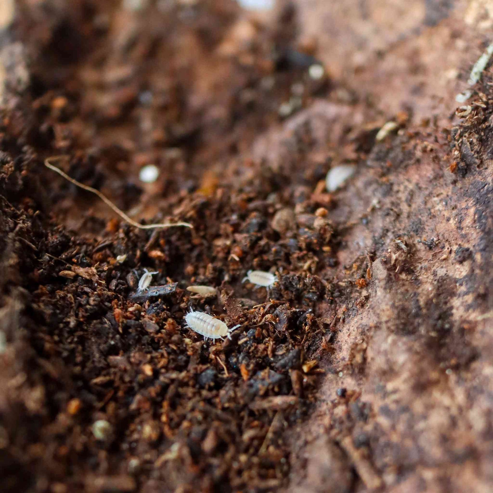 Dwarf White Isopods (Trichorhina tomentosa) 20+ Count