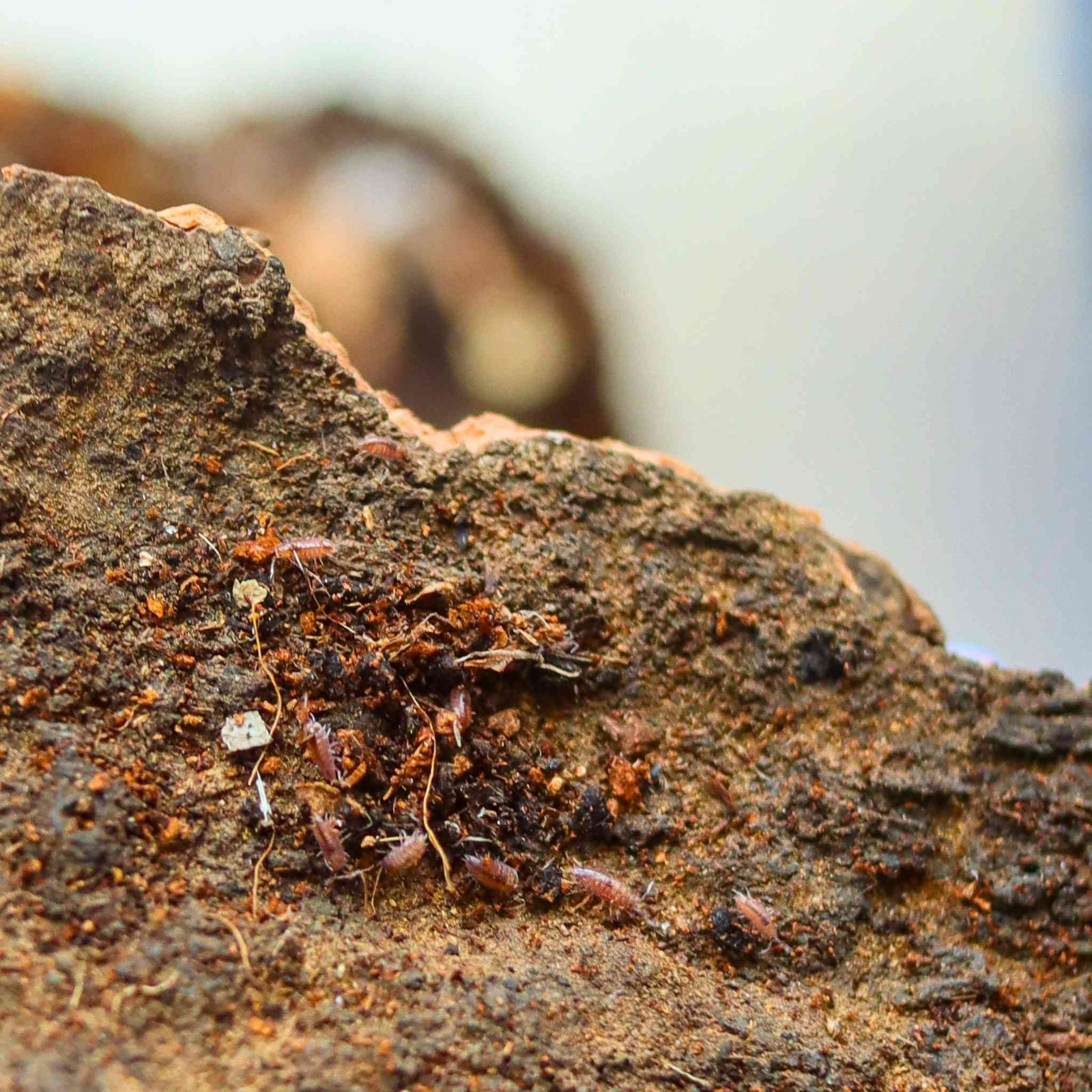 Dwarf Purple Isopods (20+ Count) | Live Arrival Guarantee