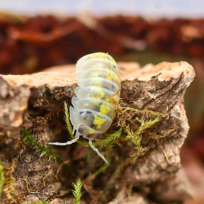 Magic Potion Isopods (Armadillidium vulgare) for Sale - 10 Count