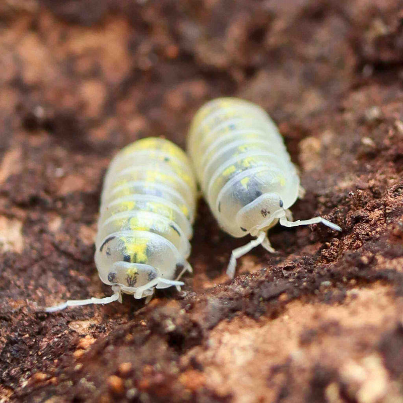 Magic Potion Isopods (Armadillidium vulgare) for Sale - 10 Count