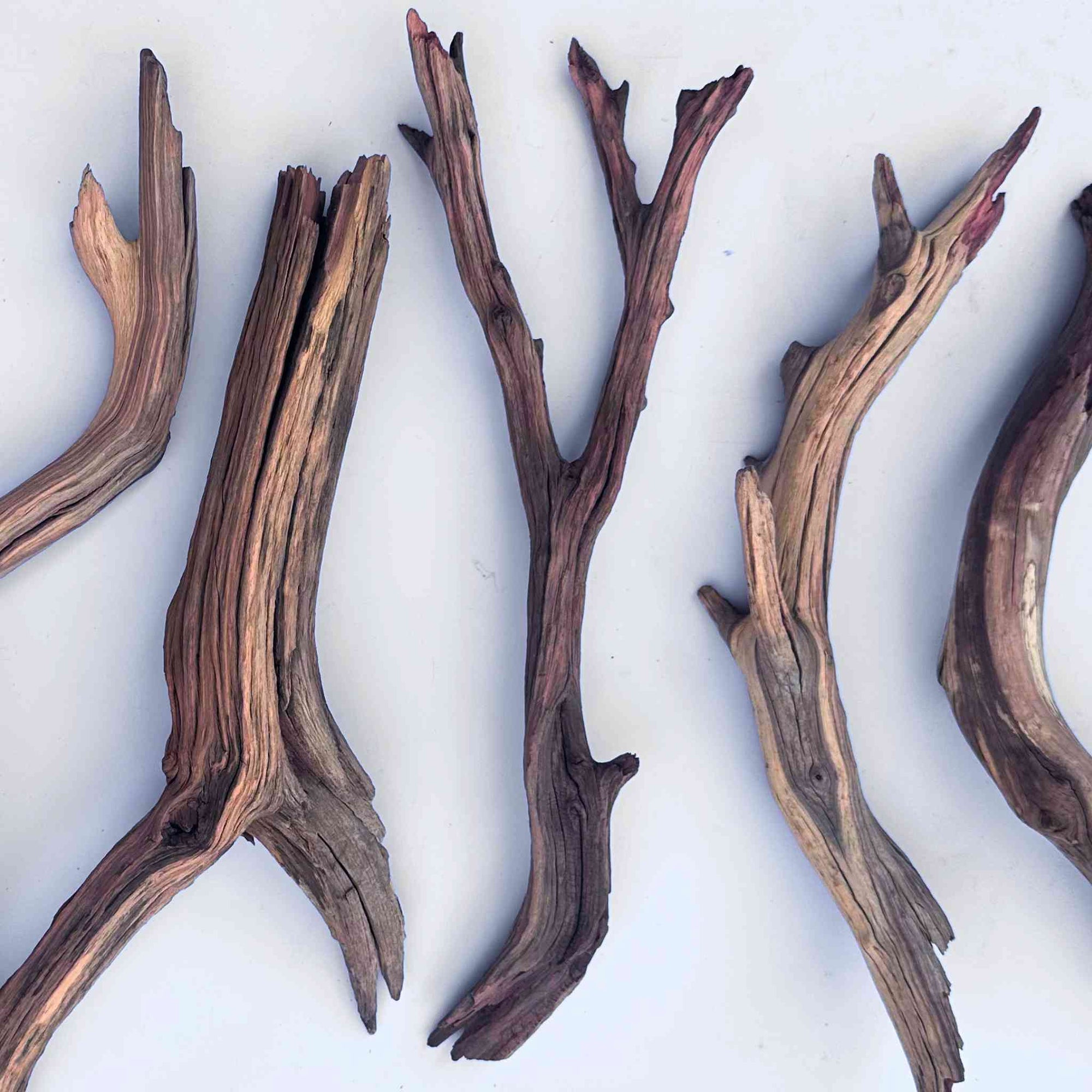 Manzanita Wood Branches | Elegant Terrarium Decor & Hardscape