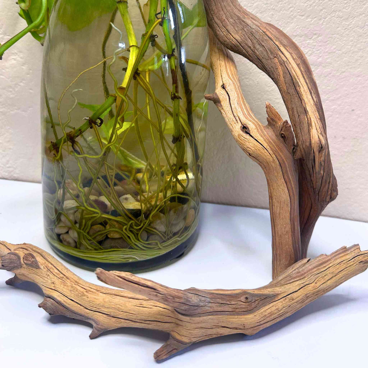 Manzanita Wood Branches | Elegant Terrarium Decor & Hardscape