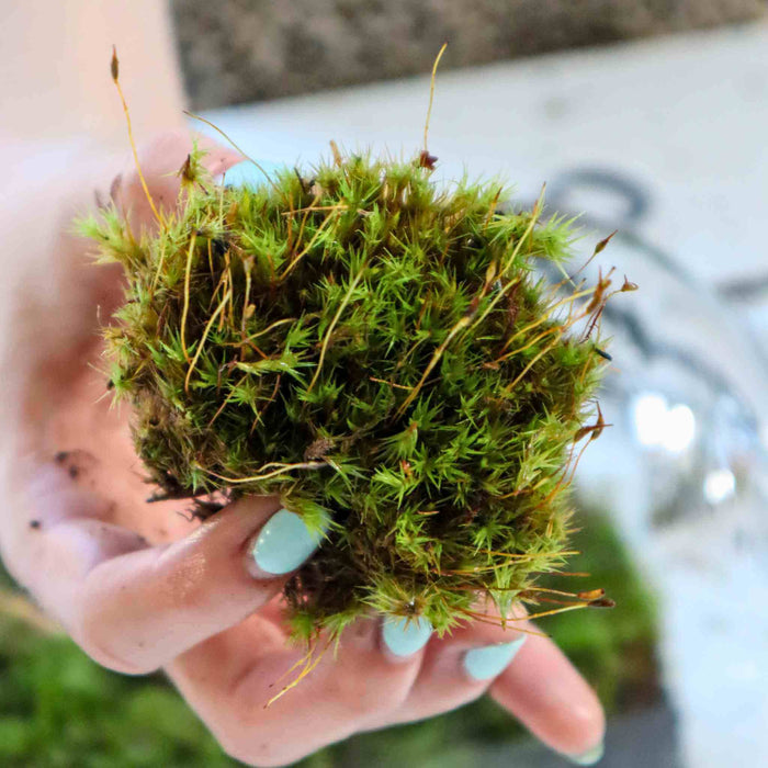 Live Mood Moss (Rock Cap Moss / Fork Moss) | Lush & Vibrant