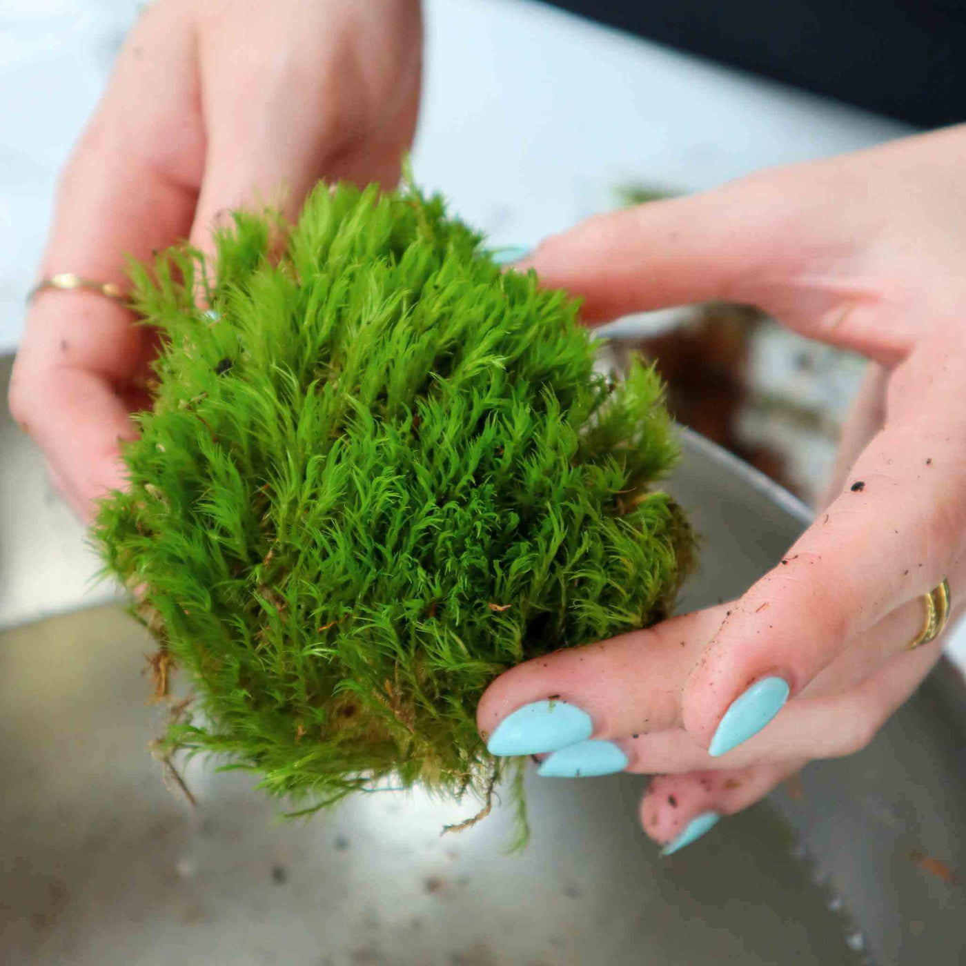 Live Mood Moss (Rock Cap Moss / Fork Moss) | Lush & Vibrant