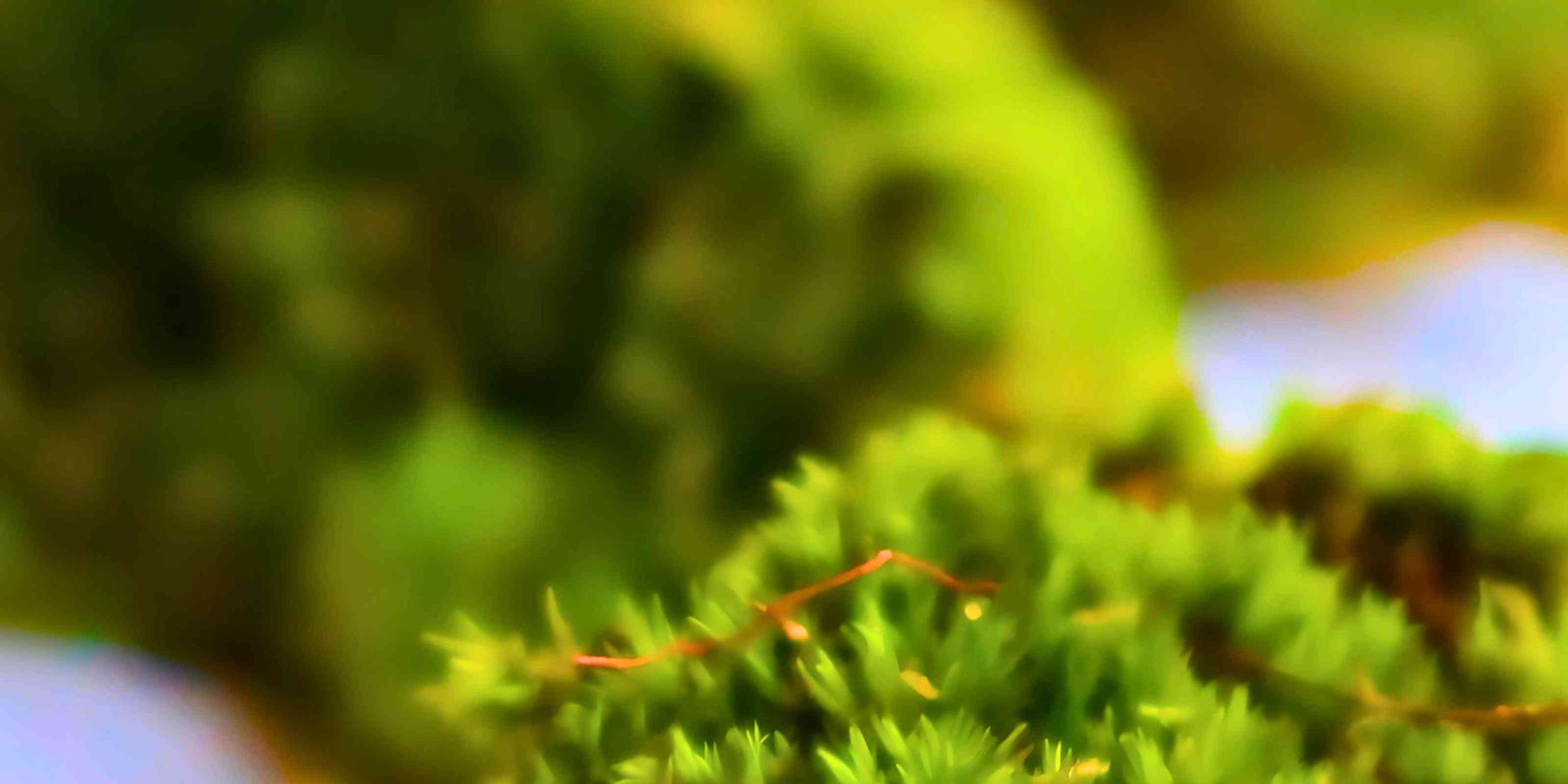 Shop Terrarium Moss | Lush, High-Quality Moss for Stunning Displays