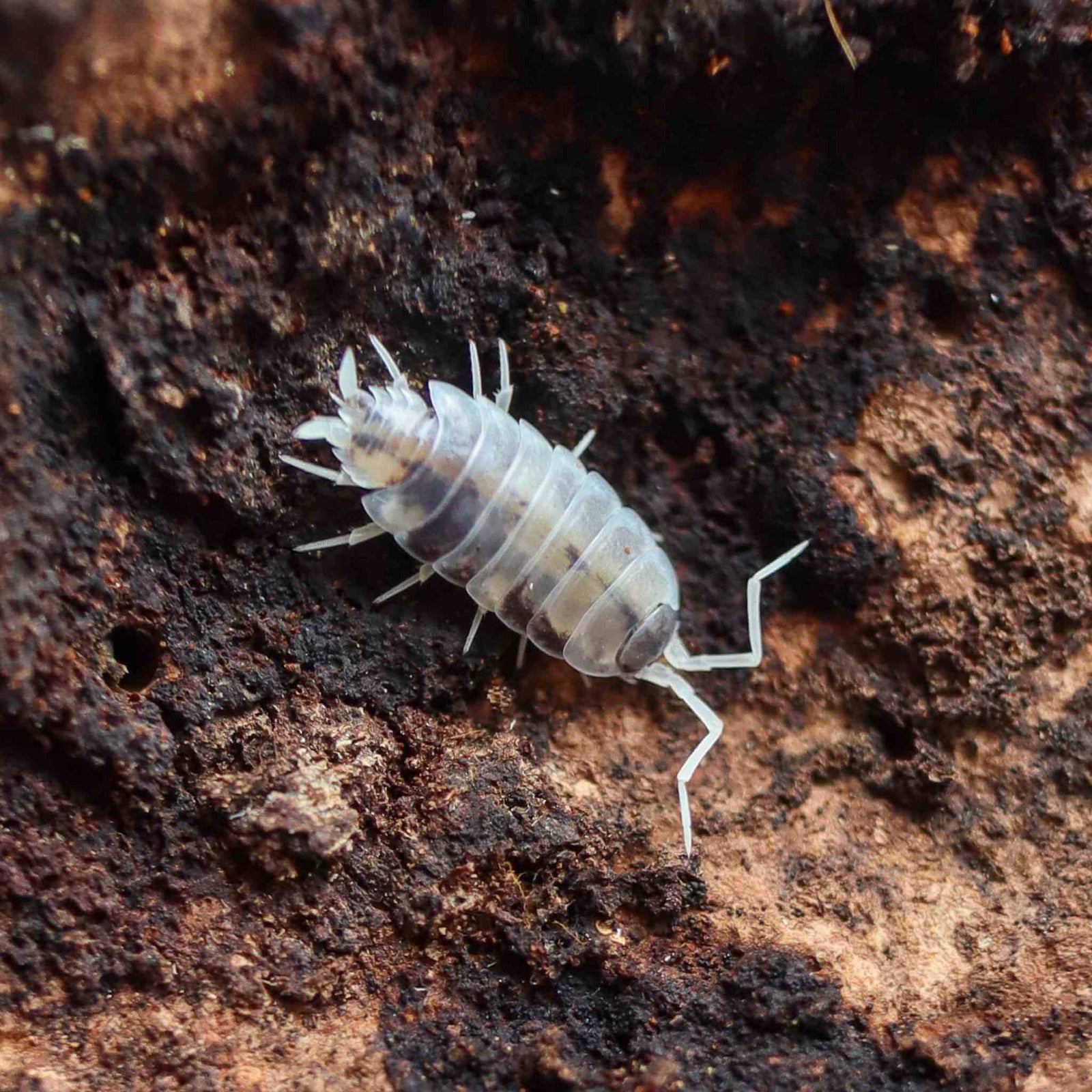 Oreo Crumble Isopods (10 Count) | Live Arrival Guarantee