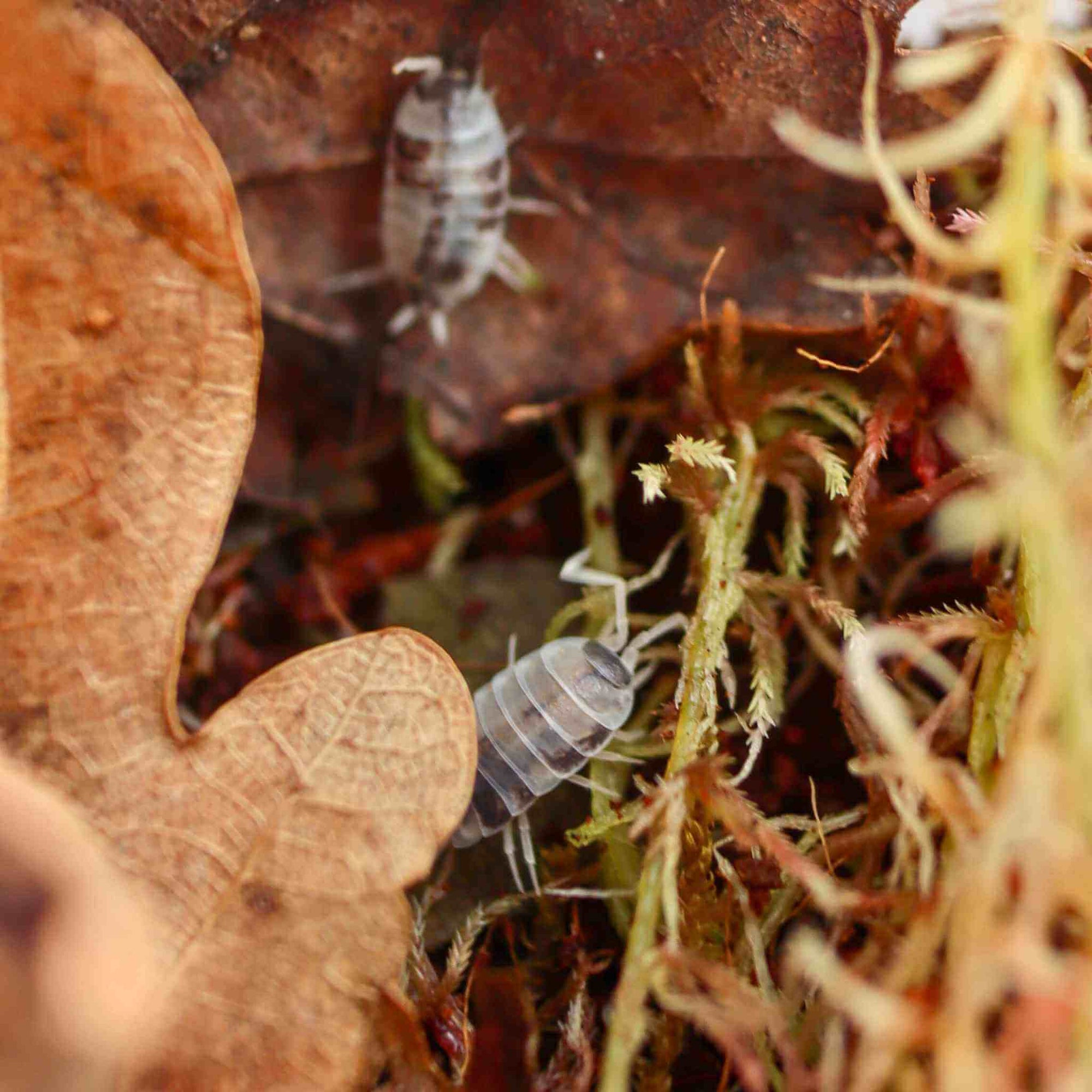 Oreo Crumble Isopods (Porcellionides pruinosus) 10 Count