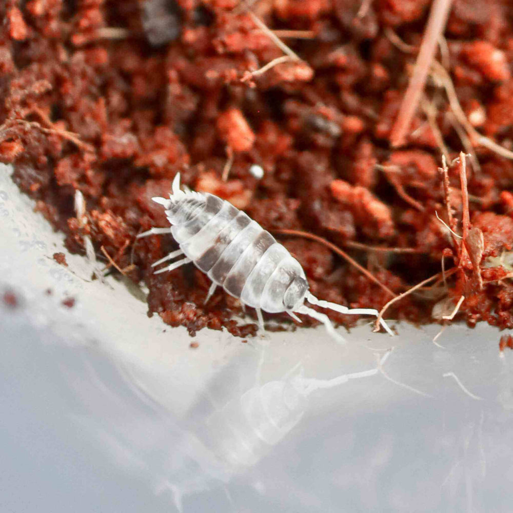 Oreo Crumble Isopods (Porcellionides pruinosus) 10 Count