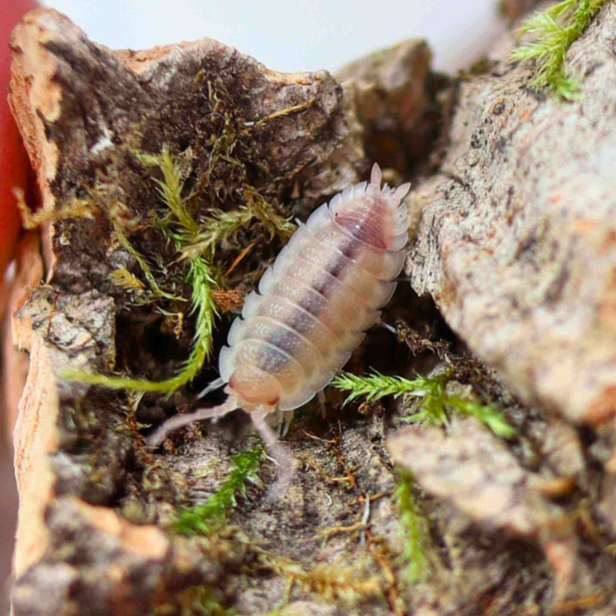 Porcellio scaber 'Ghost Isopods' - 10 Count | Hardy & Adaptable