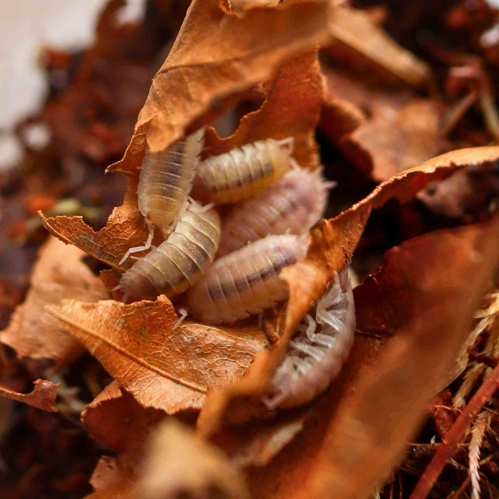 Porcellio scaber 'Ghost Isopods' - 10 Count | Hardy & Adaptable