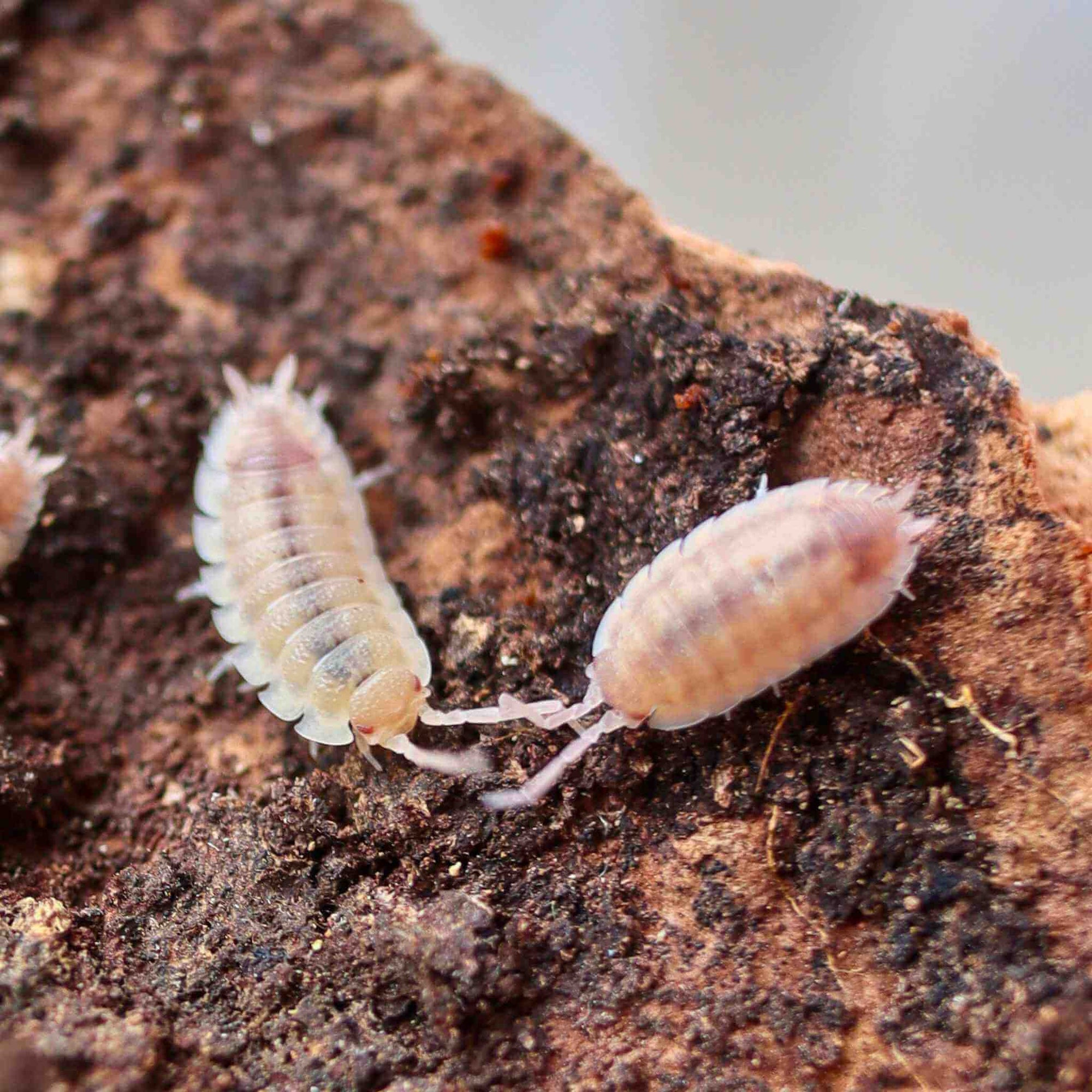 Porcellio scaber 'Ghost Isopods' - 10 Count | Hardy & Adaptable