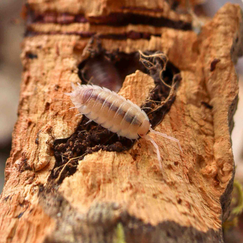 Porcellio scaber 'Ghost Isopods' - 10 Count | Hardy & Adaptable