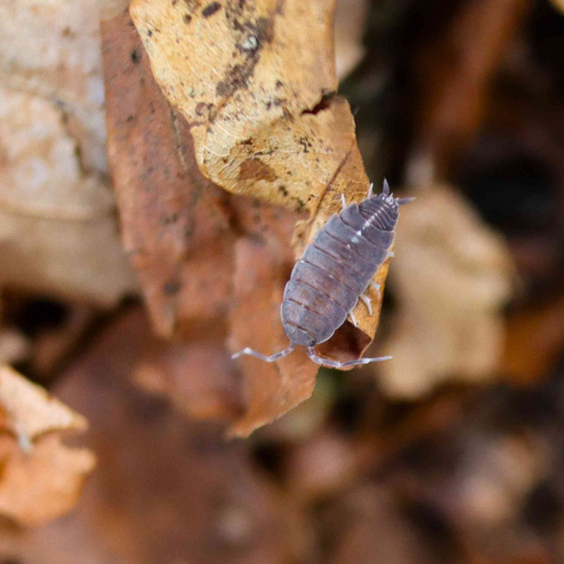 Powder Blue Isopods (Porcellionides pruinosus) 10 Count