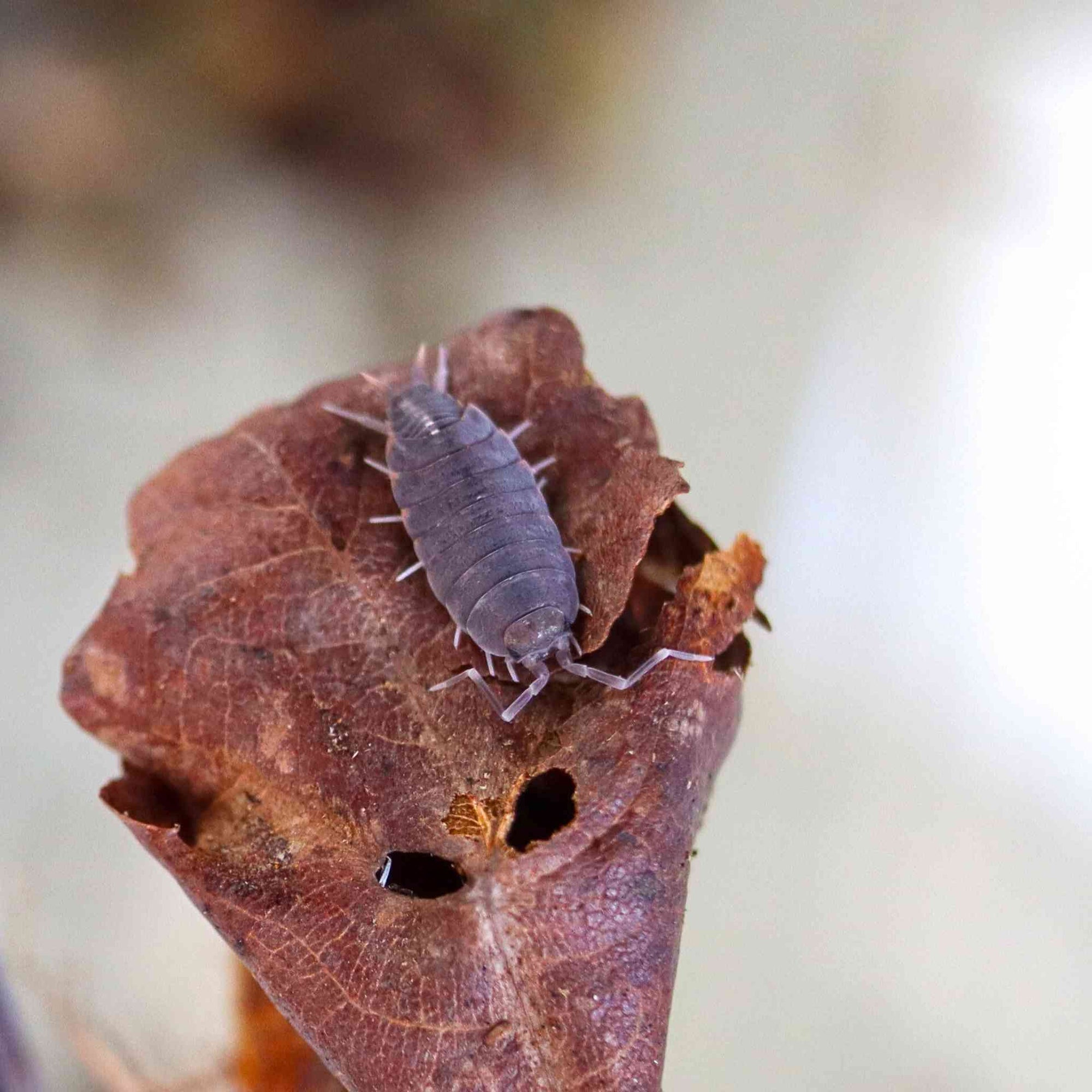 Powder Blue Isopods (Porcellionides pruinosus) 🔹 10 Count