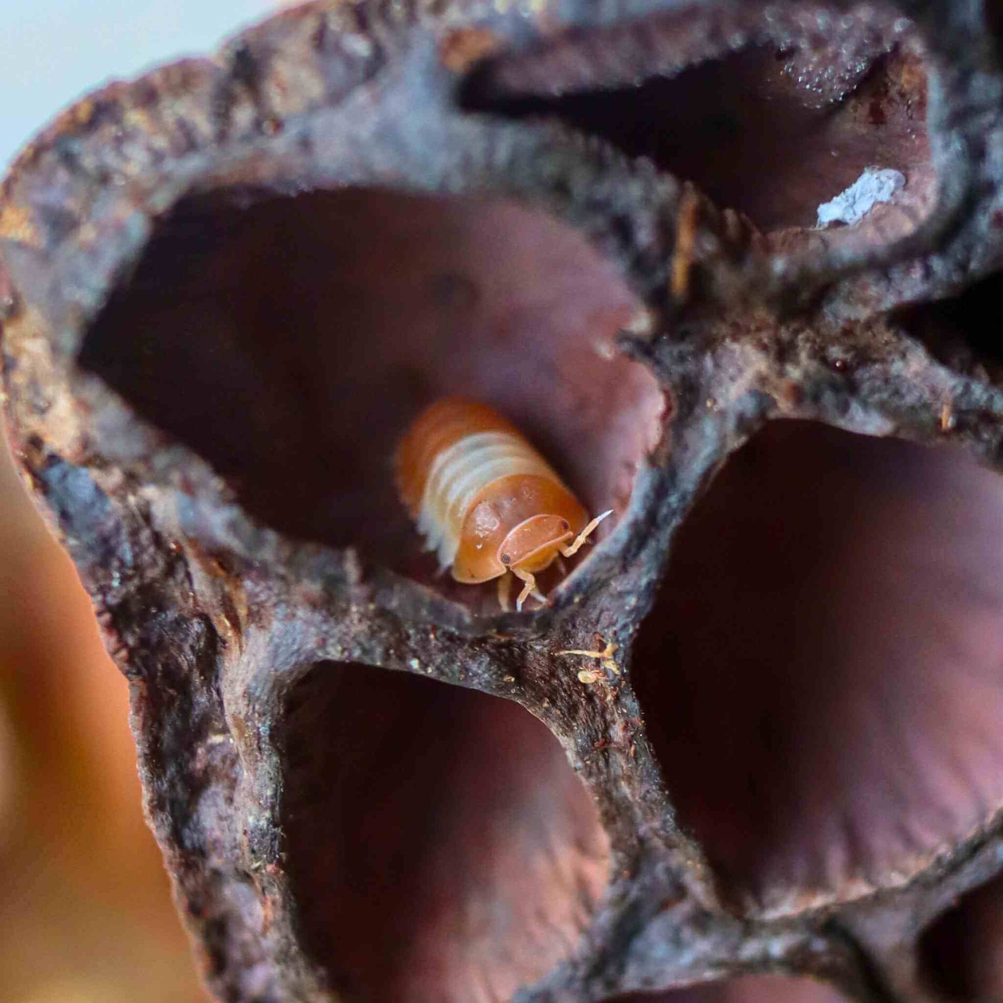 Red Panda Isopods (Cubaris sp.) 10 Count - Exotic & Adorable