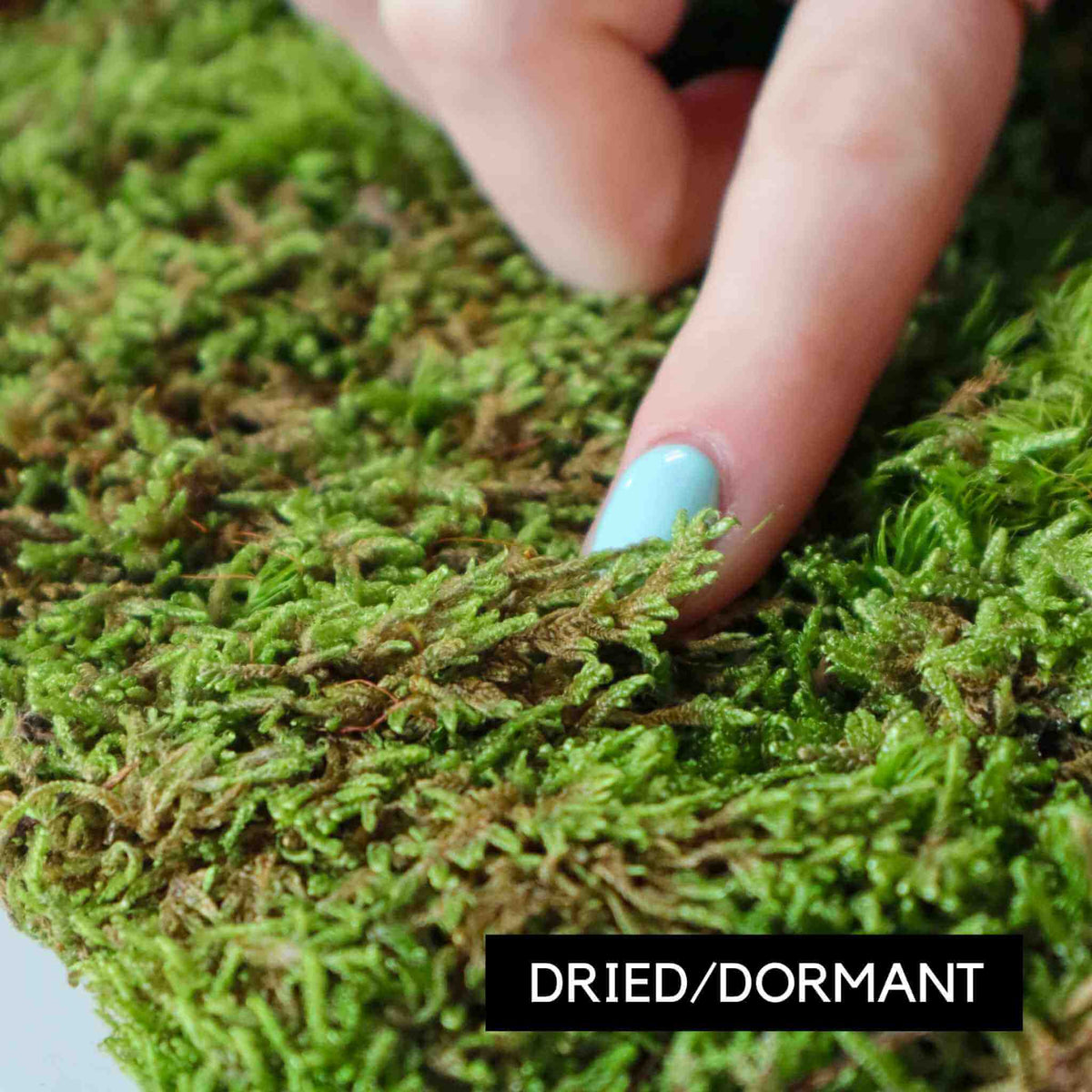 Live Sheet Moss (Hypnum Moss)