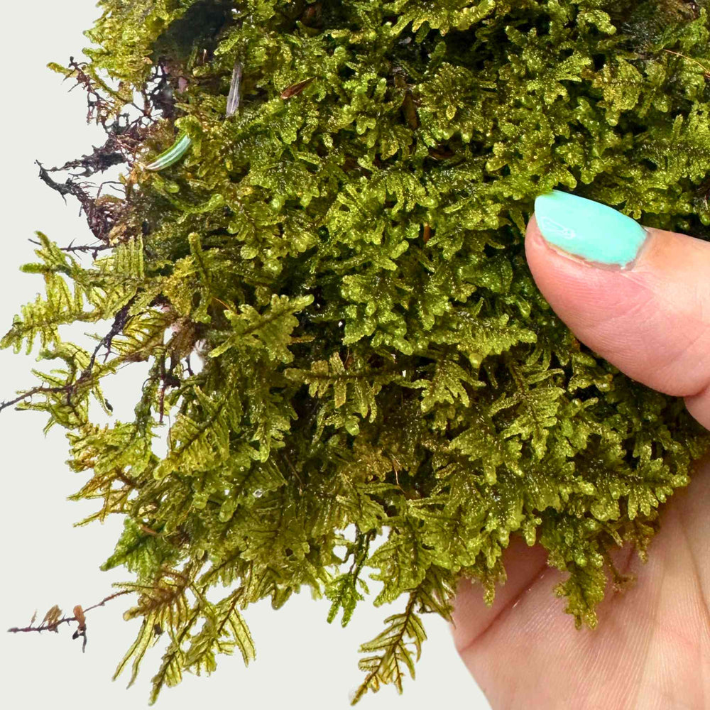 Live Sheet Moss (Hypnum Moss) | Lush Green Carpeting Moss