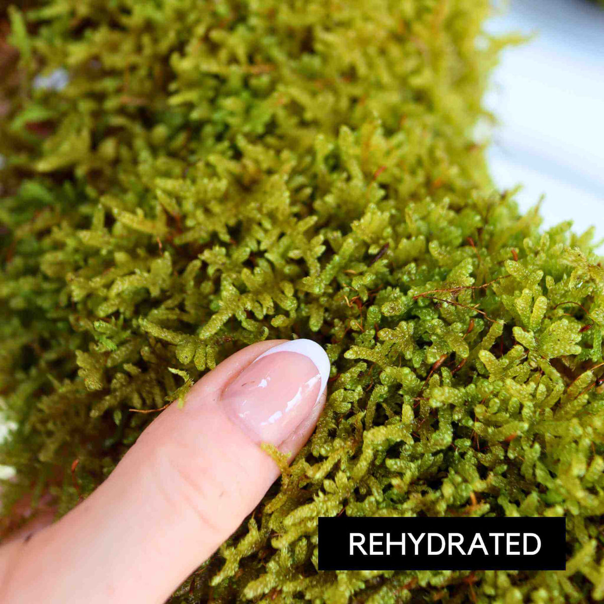 Live Sheet Moss (Hypnum Moss) | Lush Green Carpeting Moss