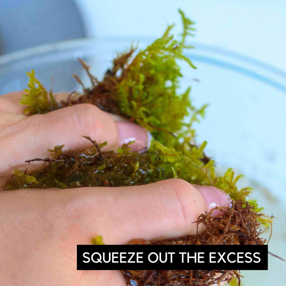 Live Sheet Moss (Hypnum Moss) | Lush Green Carpeting Moss