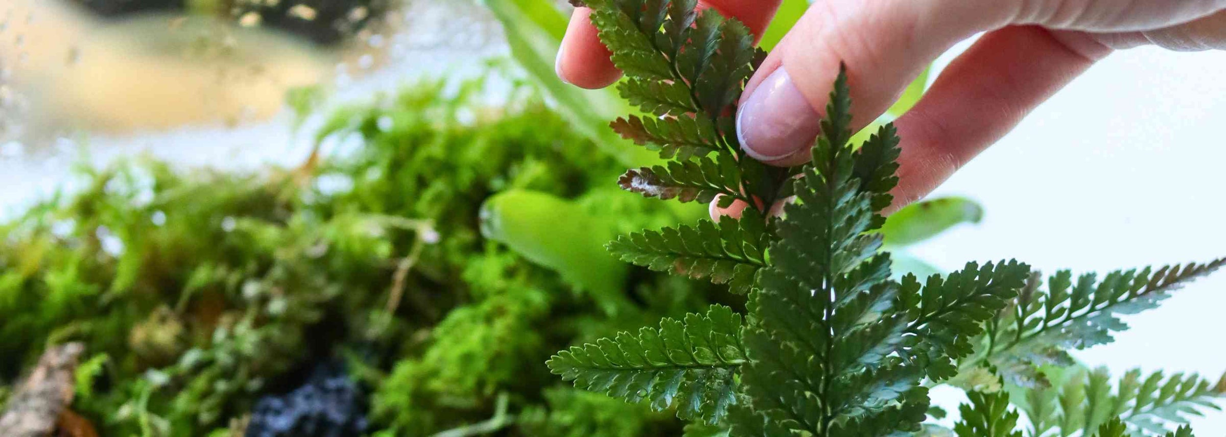 Shop Terrarium Supplies at Just the Right Size - Terrarium Tribe