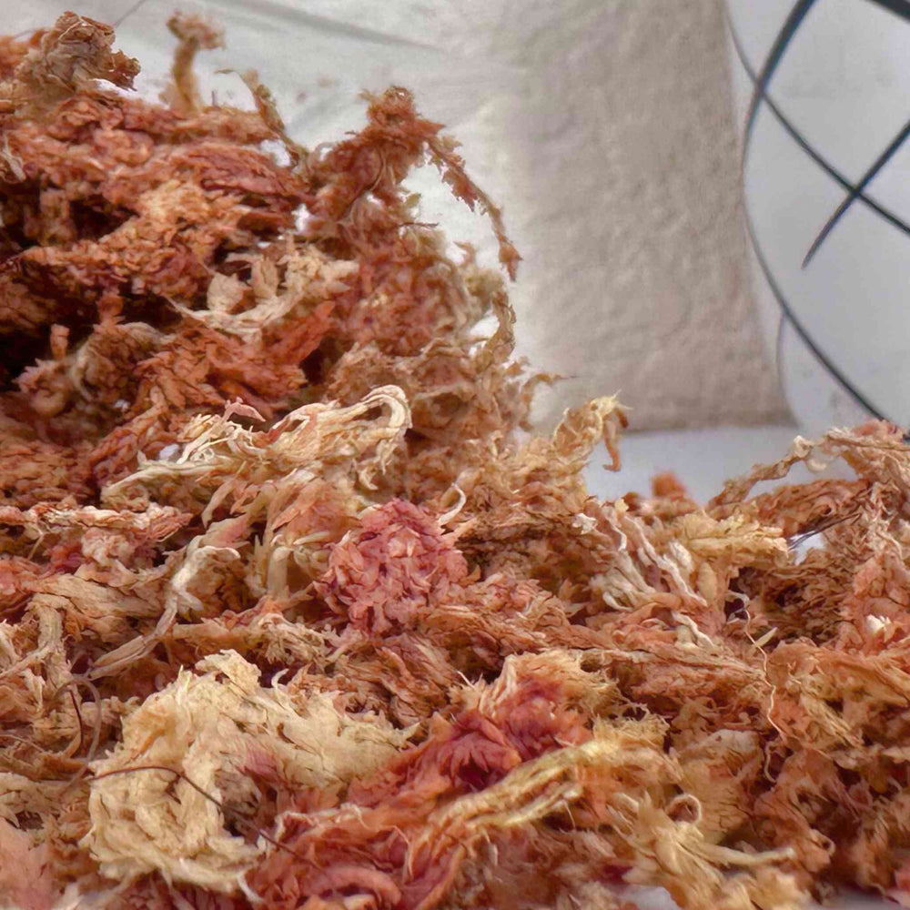 Sphagnum Moss (Premium Long-Fiber)