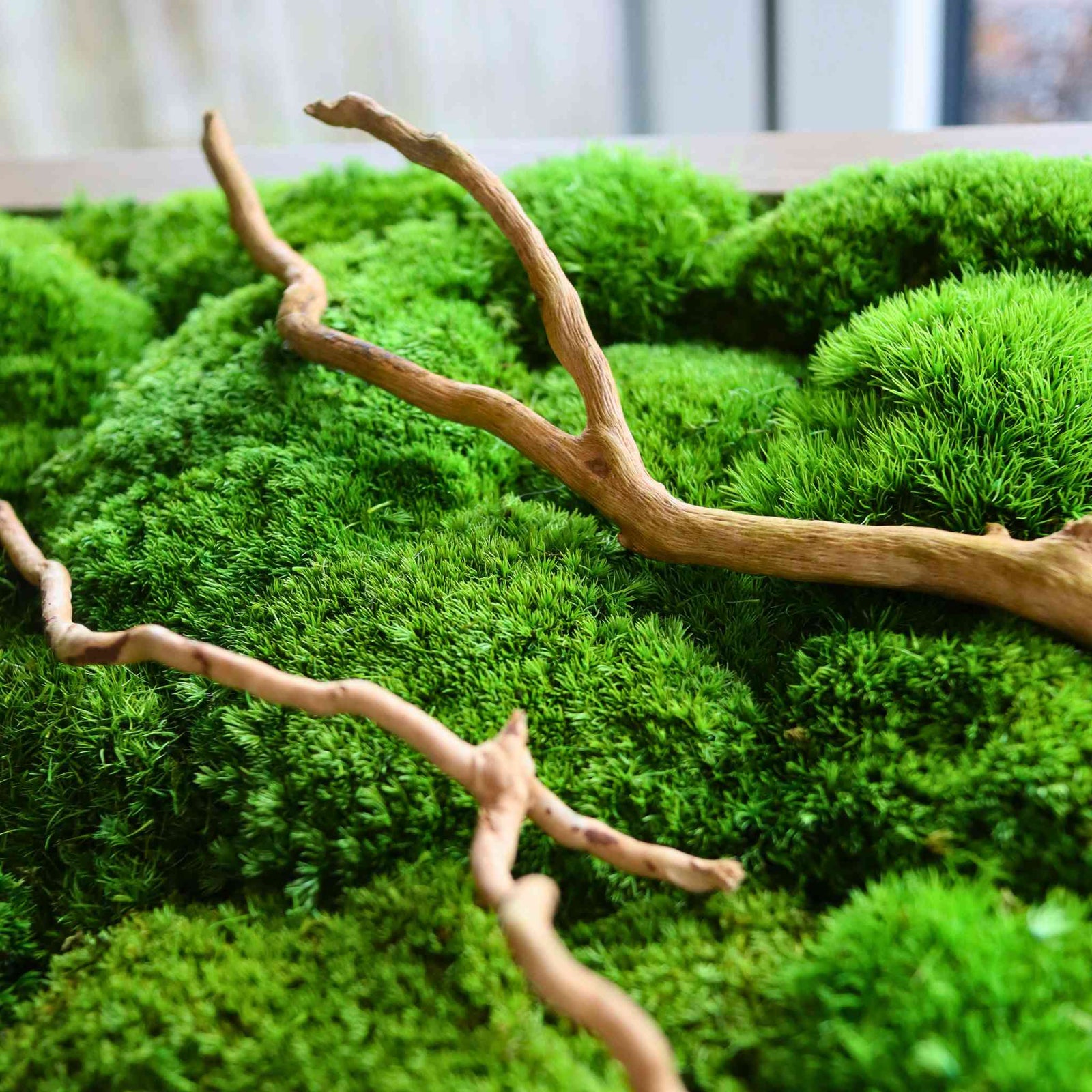 Spiderwood Driftwood Branches | Dynamic Terrarium Decor & Hardscape