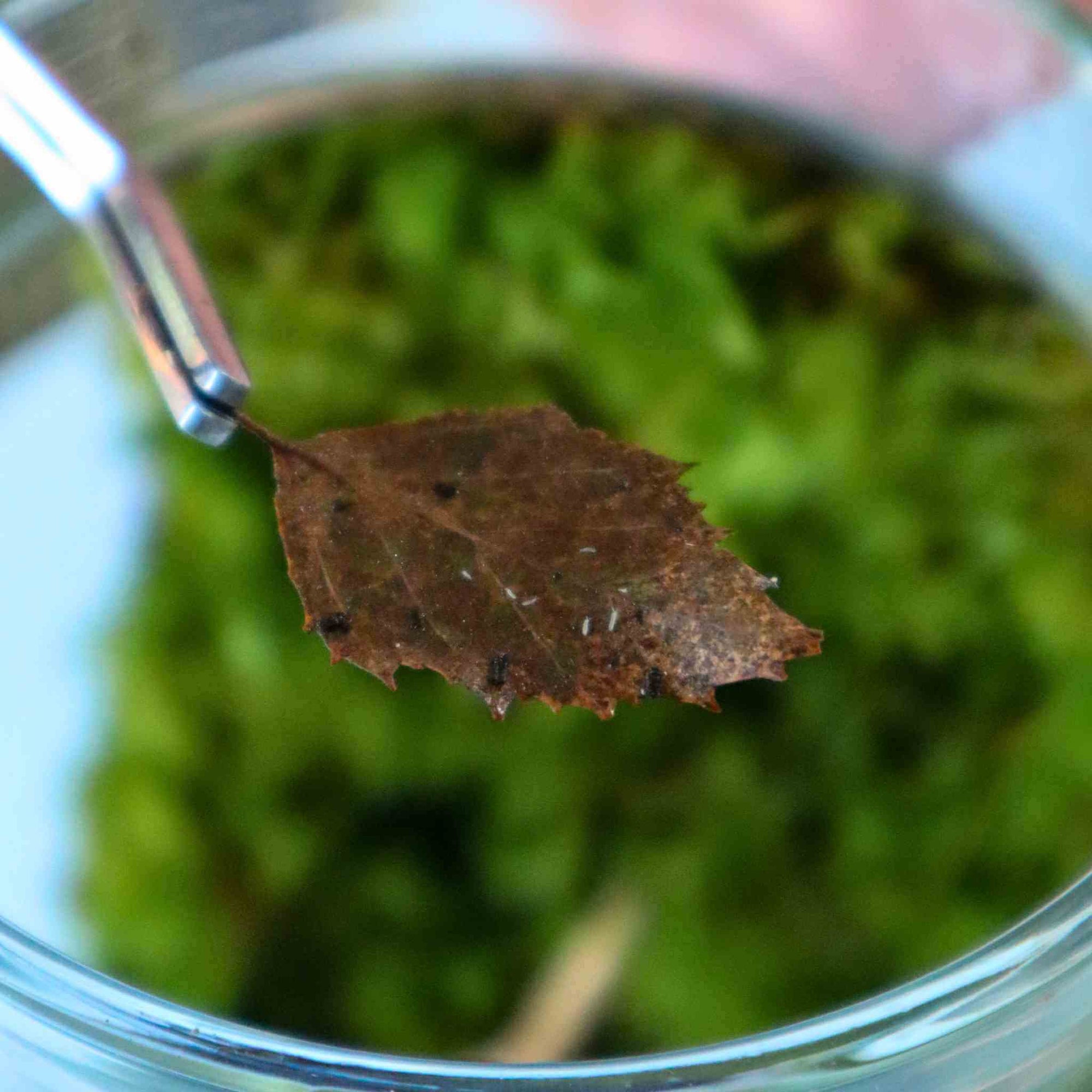 White Springtails Culture (4oz tub) on Calcium-Bearing Clay