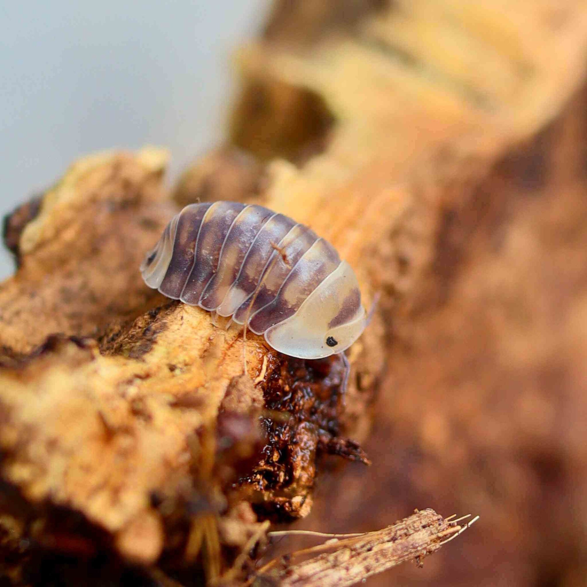 White Ducky Isopods (Cubaris sp.) 6 Count