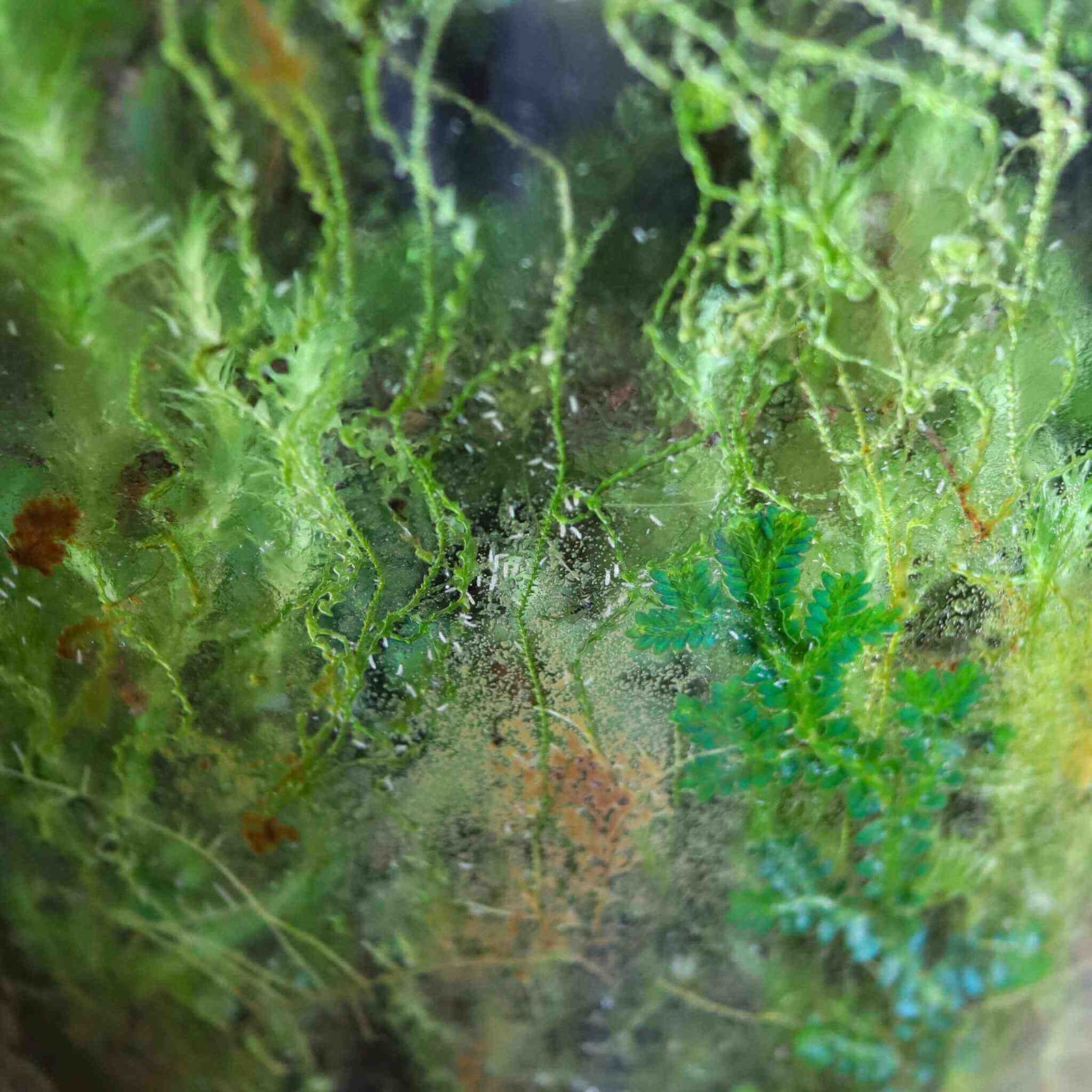 White Springtails Culture (4oz tub) on Calcium-Bearing Clay