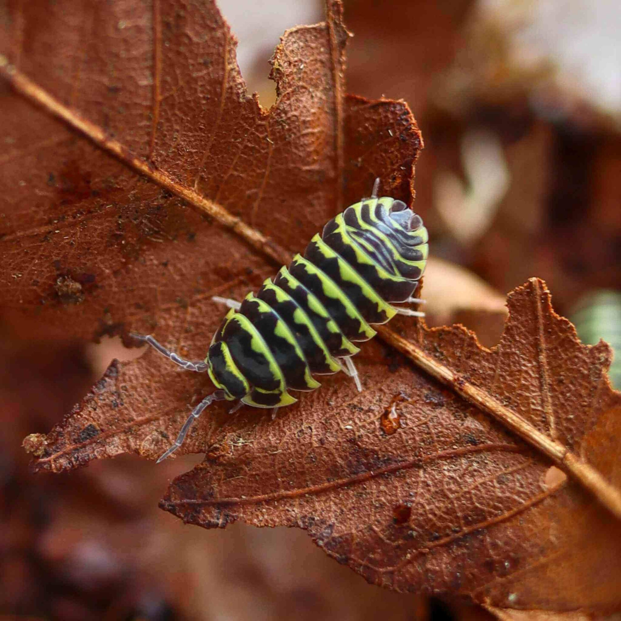 Yellow Zebra Isopods (Armadillidium maculatum) 10 Count
