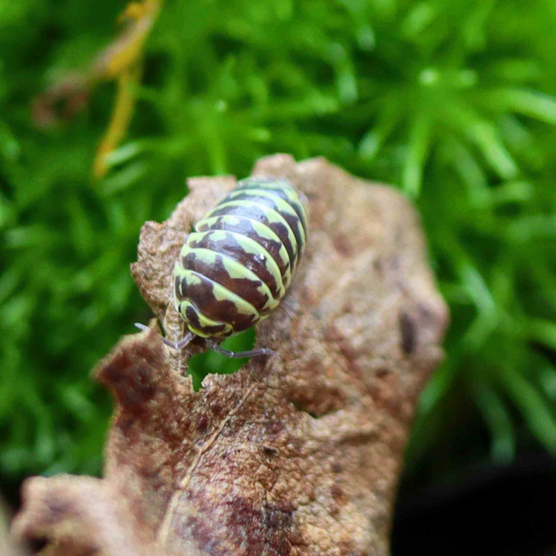 Yellow Zebra Isopods (Armadillidium maculatum) 10 Count