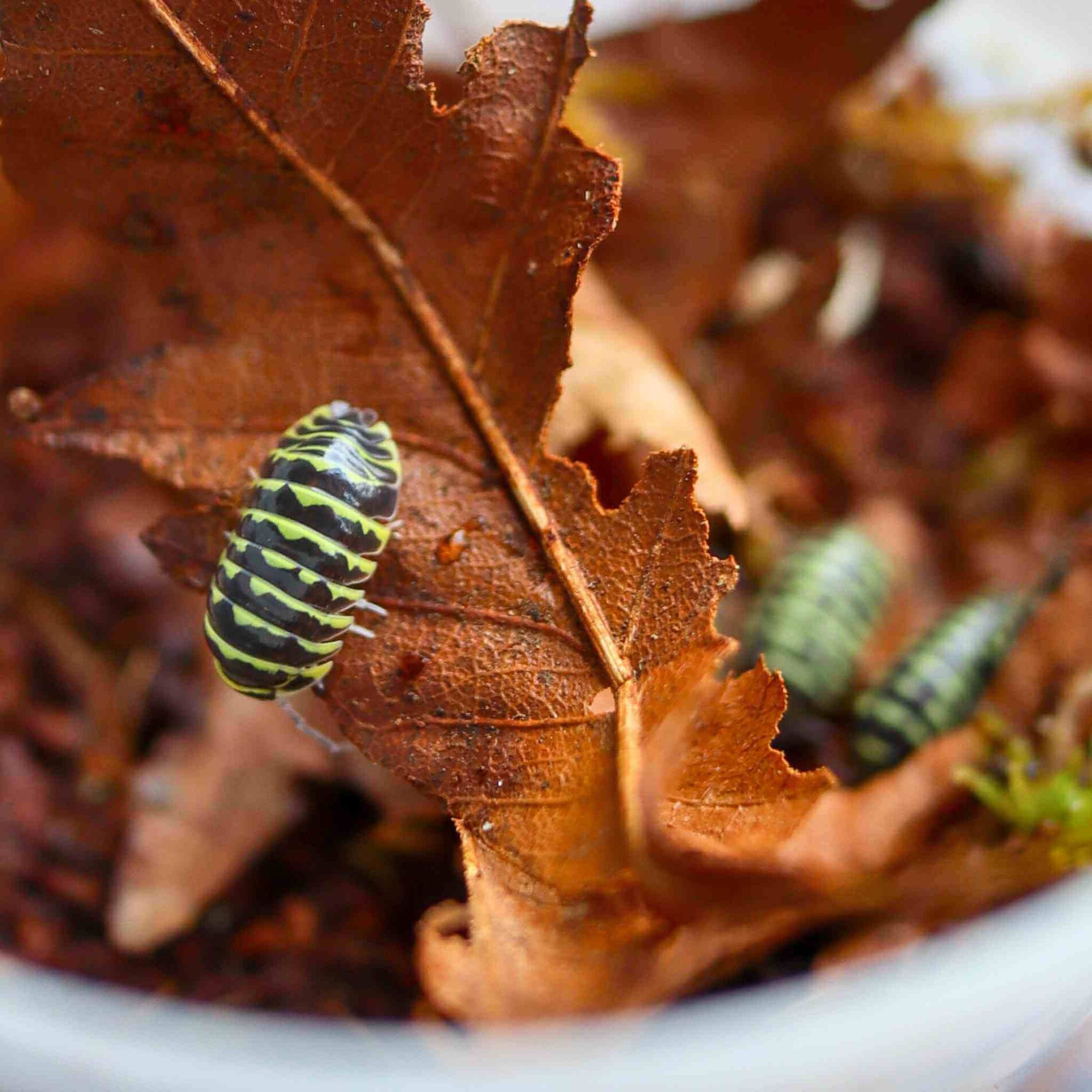 Yellow Zebra Isopods (Armadillidium maculatum) 10 Count