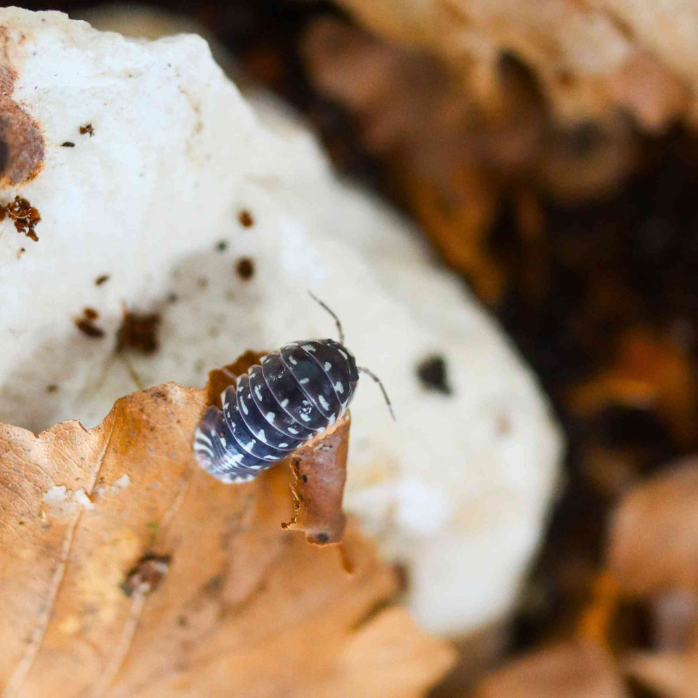 Zebra Isopods (Armadillidium maculatum) 10 Count