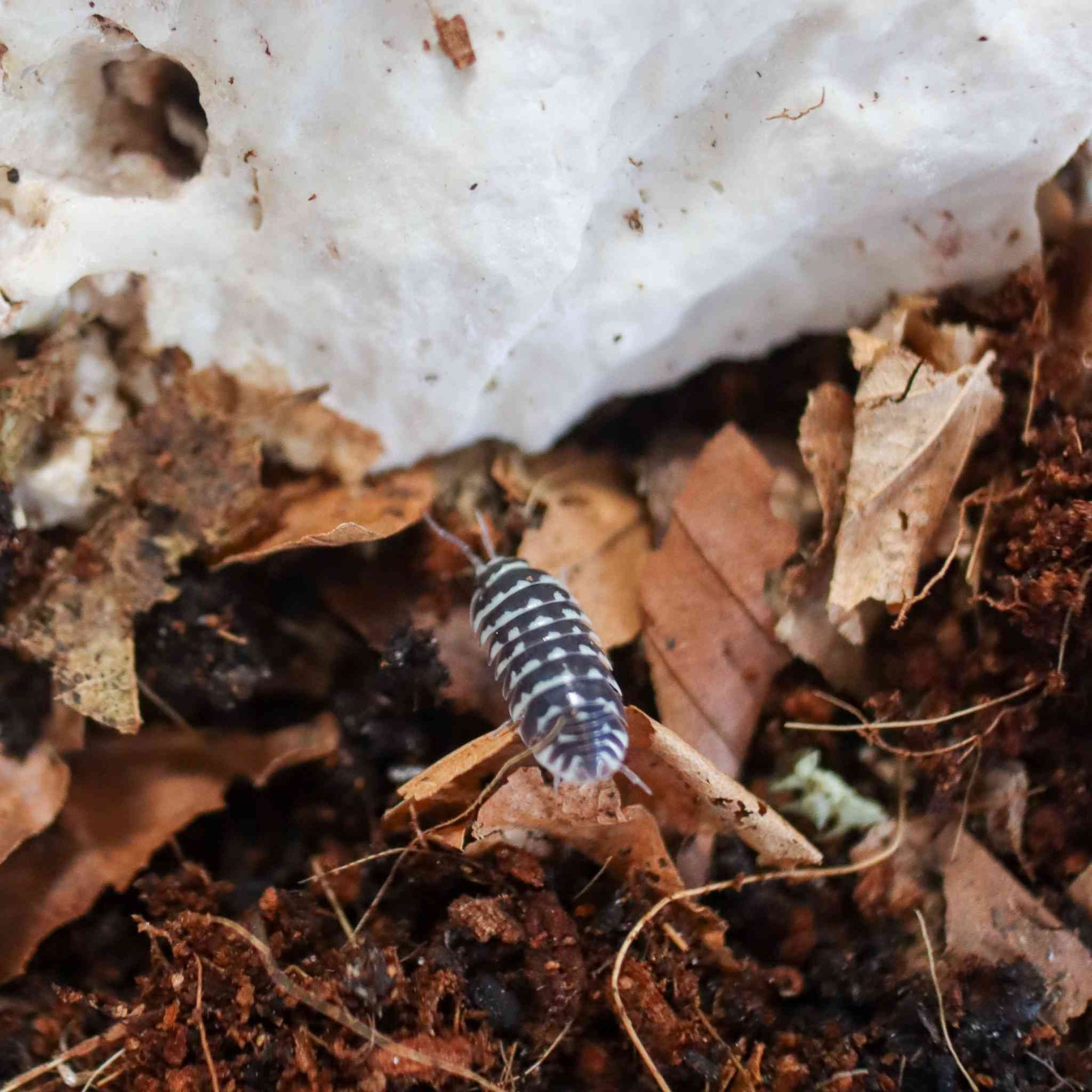 Zebra Isopods (Armadillidium maculatum) 10 Count