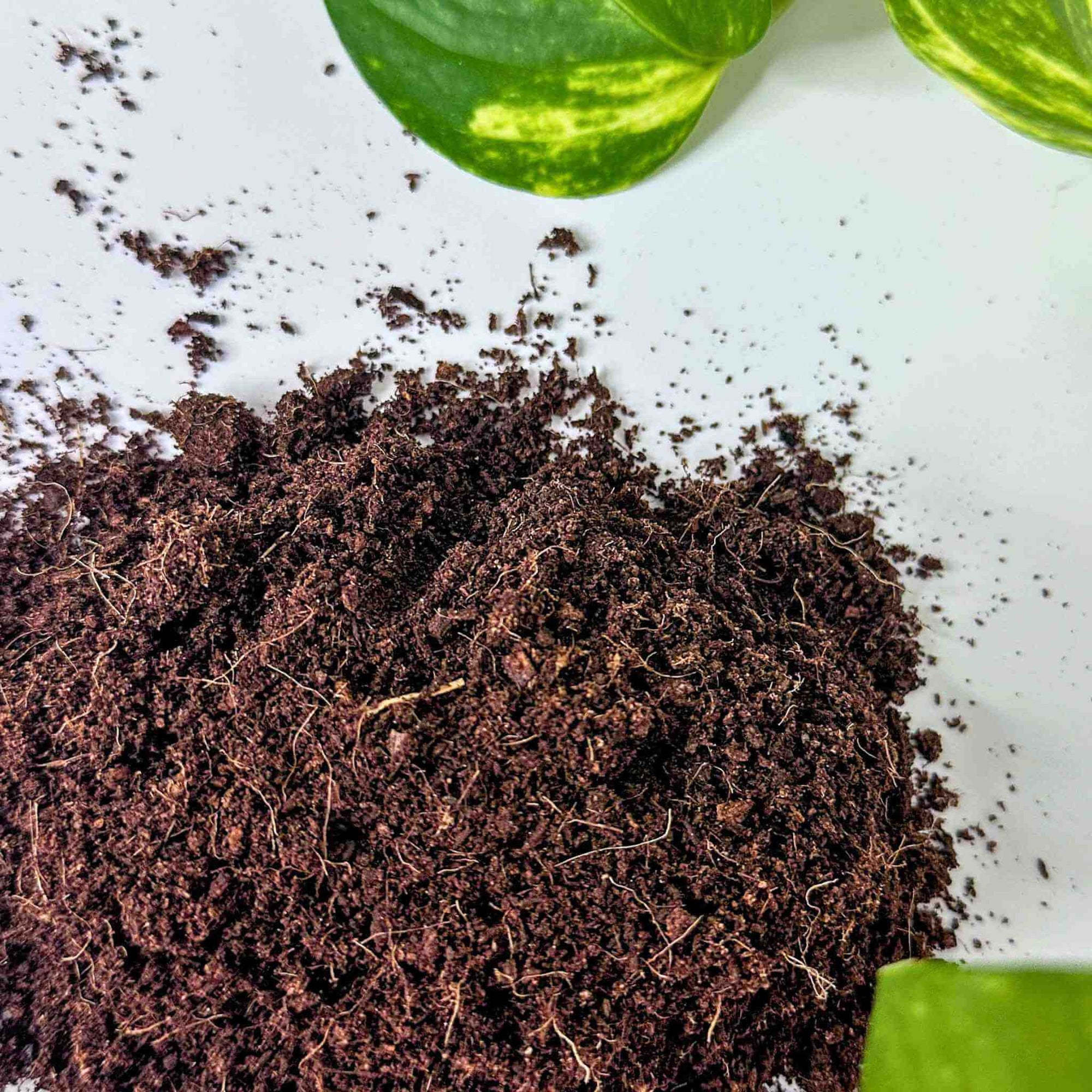 Coco Coir Fiber (Loose) - Plant Substrate Growing Medium