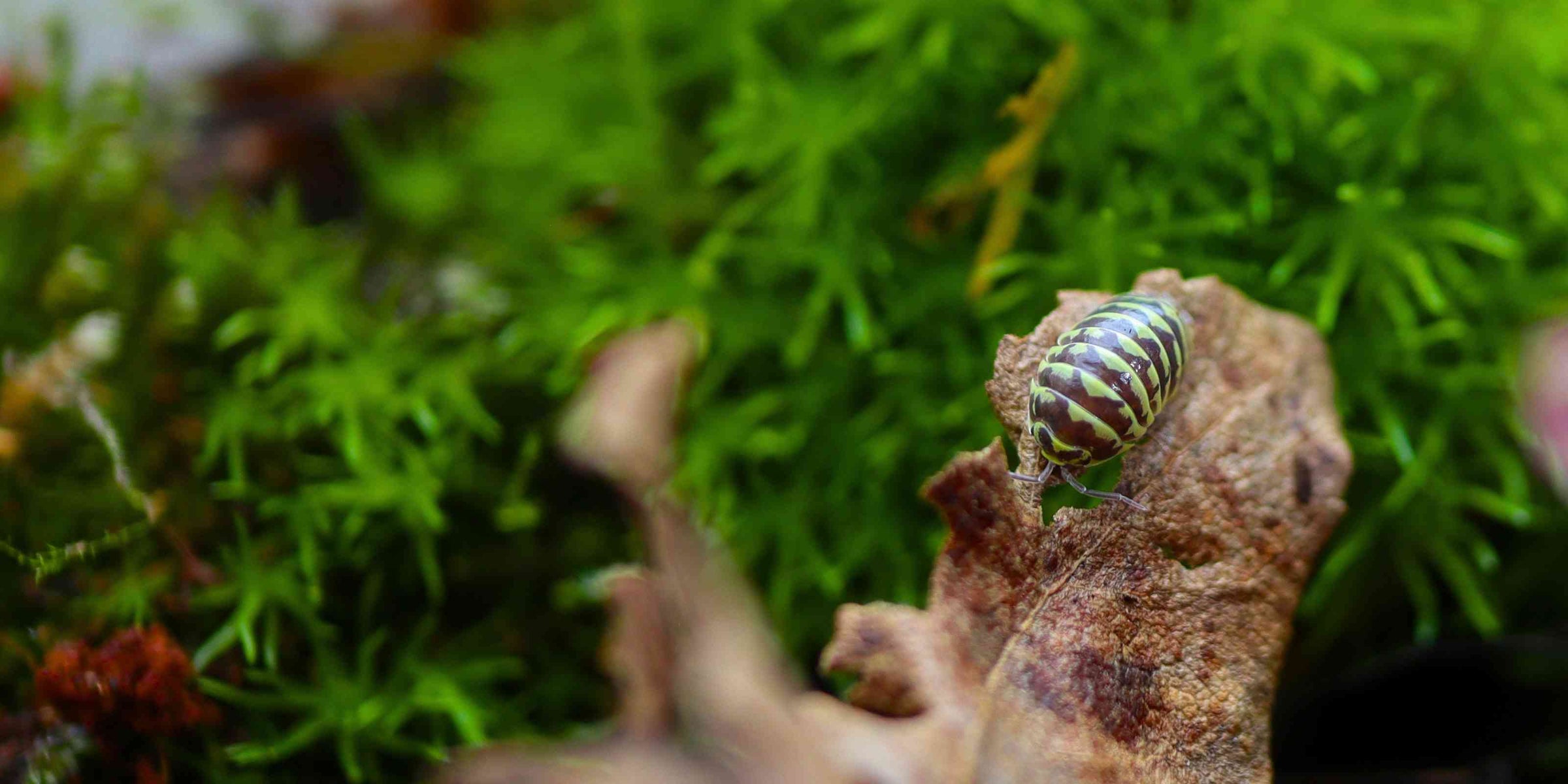 Isopods for Sale | Shop Classic, Popular (and Exotic) Species