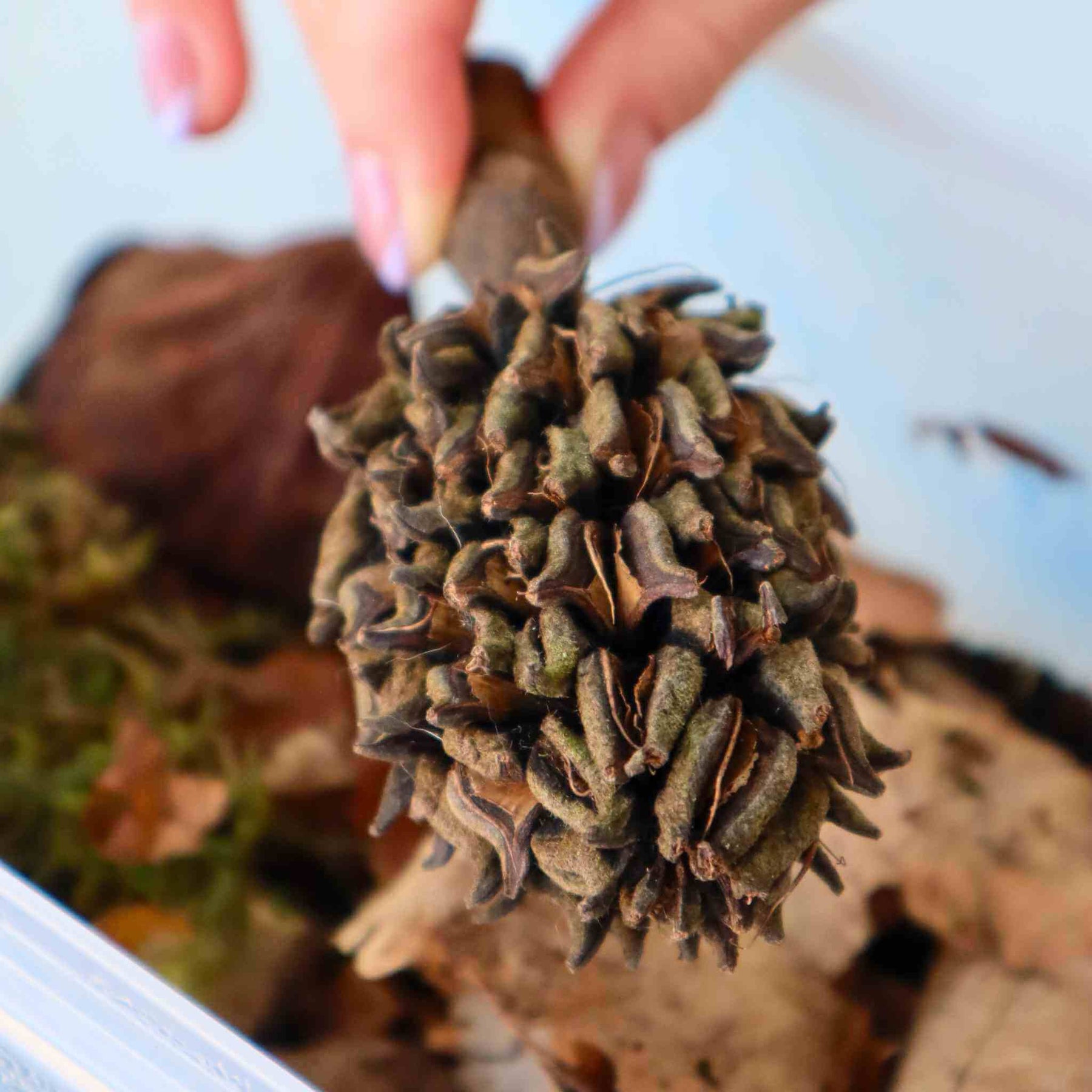 Magnolia Seed Pods | Natural (& Bioactive) Terrarium Decor
